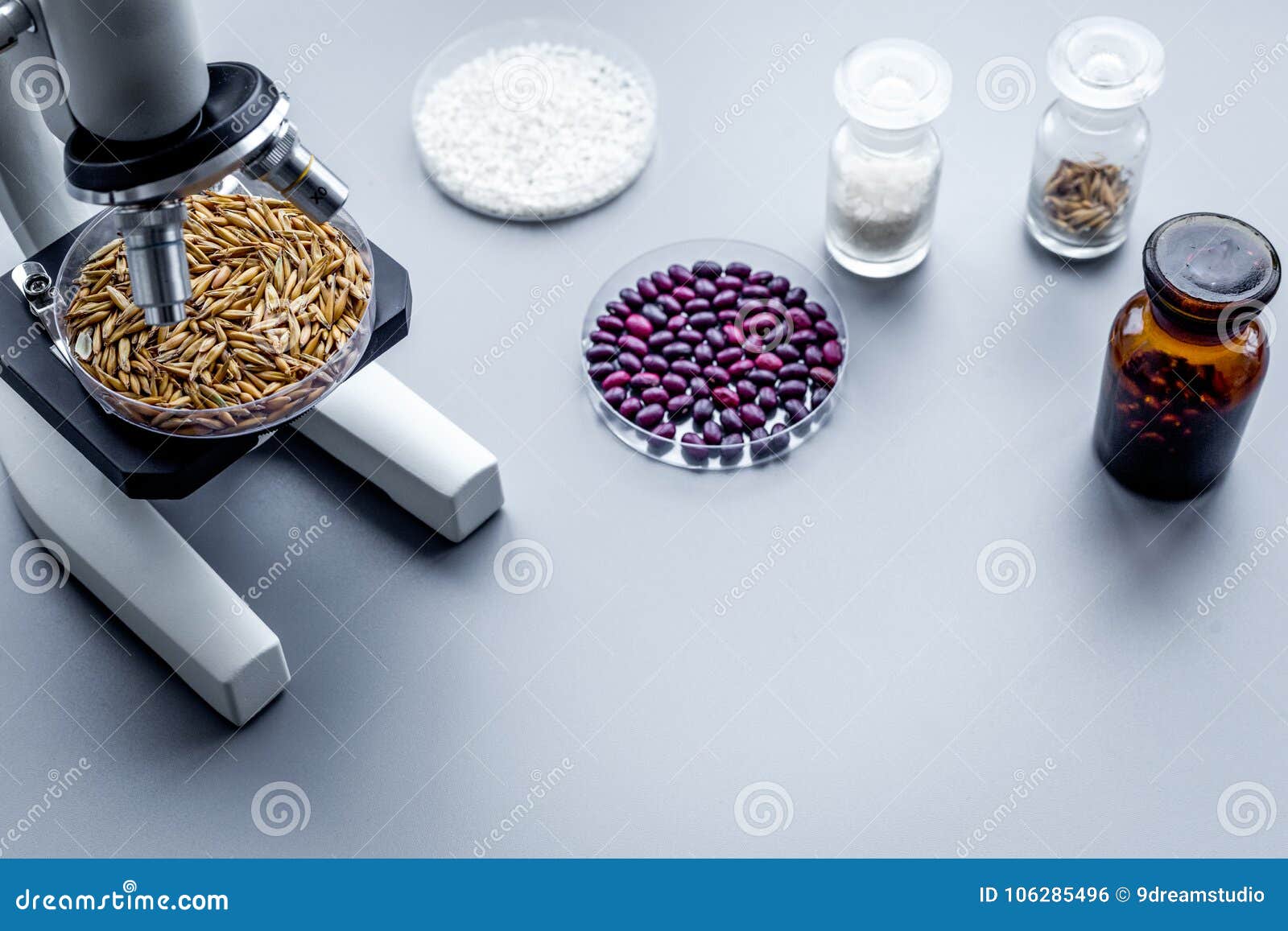 Food Analysis. Wheat Under the Microscope on Grey Background Copyspae ...