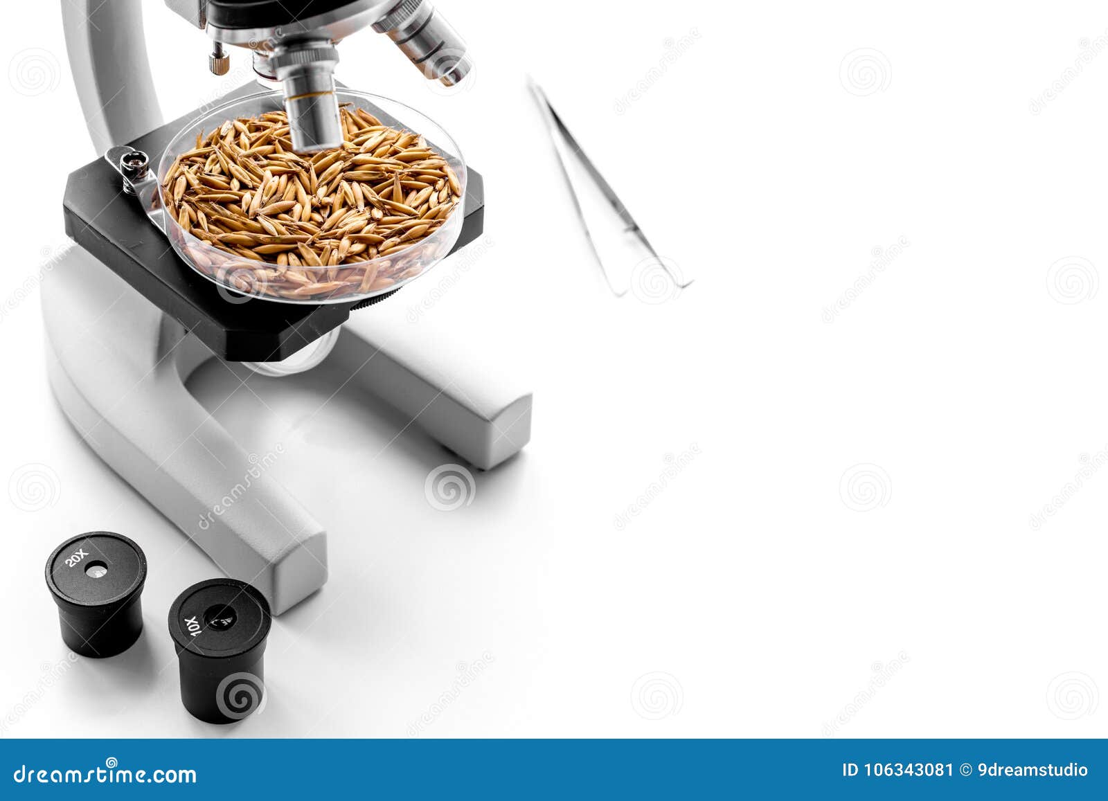 Food Analysis. Wheat Under the Microscope on White Background Copyspace ...