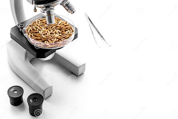 Food Analysis. Wheat Under the Microscope on White Background Copyspace ...