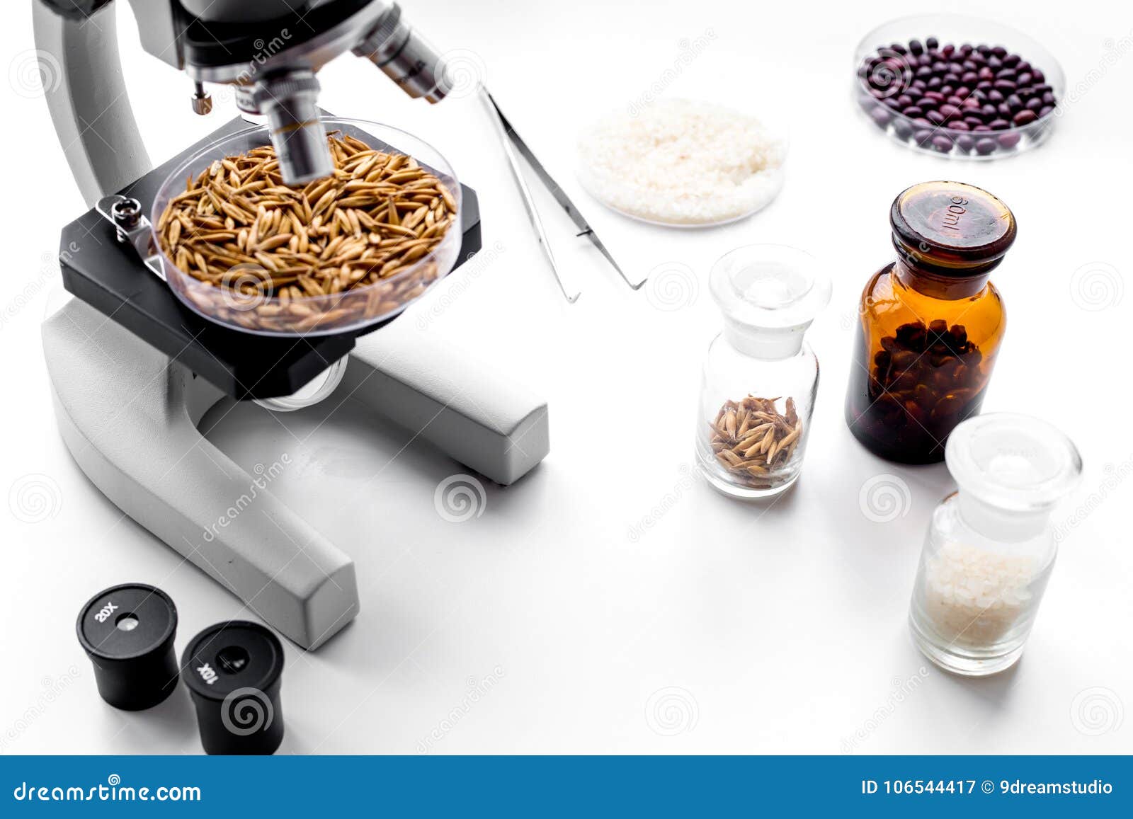 Food Analysis. Wheat Under the Microscope on White Background Copyspace ...