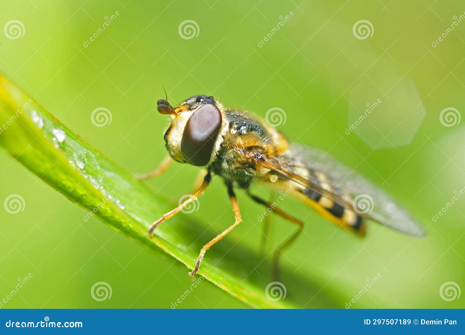 Food Aphid Fly with Beautiful Dew Stock Image - Image of life, spring ...