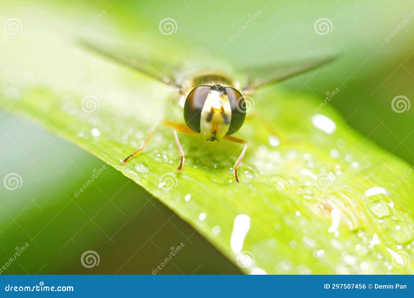 Food Aphid Fly with Beautiful Dew Stock Photo - Image of natural, park ...
