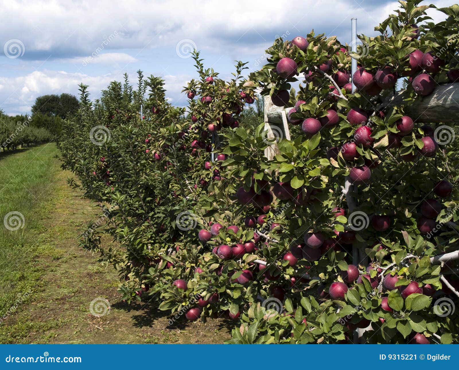 Food - apple trees stock image. Image of tasty, healthy - 9315221