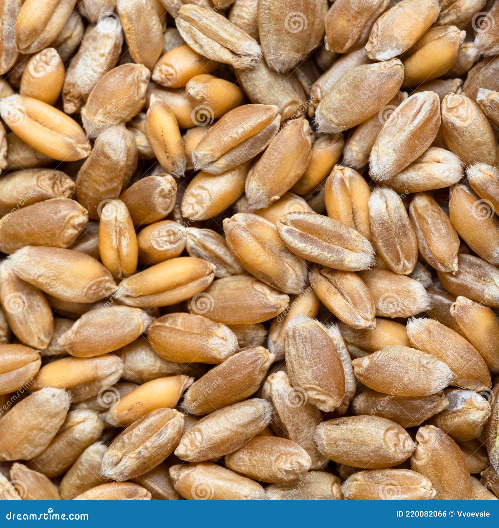 Food Background - Common Wheat Grains Close Up Stock Photo - Image of ...