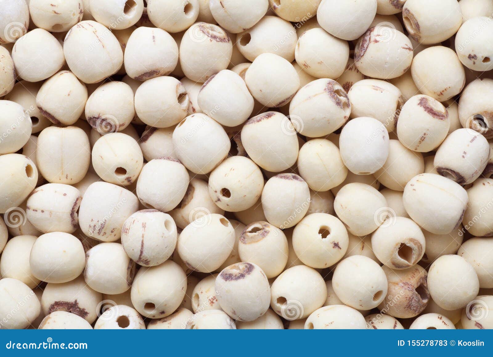 Dried lotus seeds stock image. Image of protein, edible - 155278783