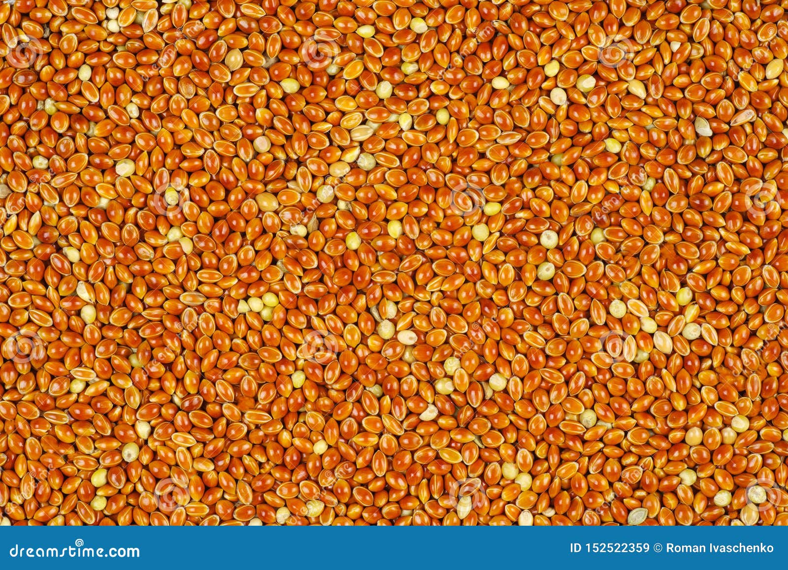 Food Background: Millet Seeds Stock Image - Image of seeds, macro ...