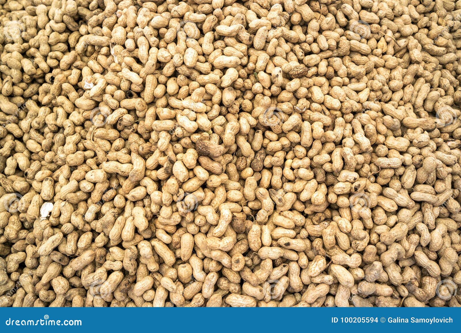 Ripe peanuts stock photo. Image of natural, macro, yellow - 100205594