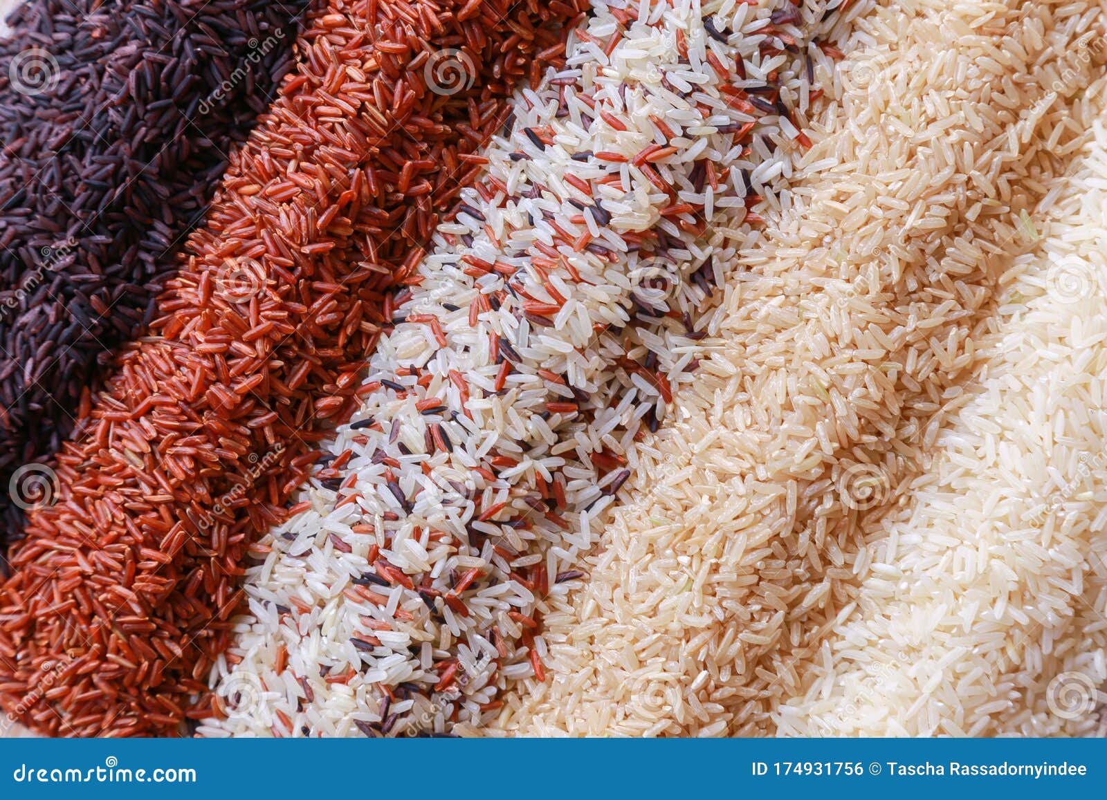 Top View of Five Rows of Rice Stock Photo - Image of group, black ...