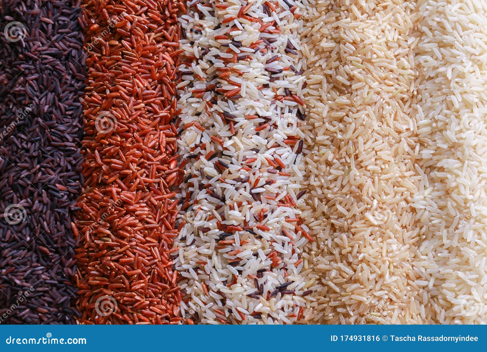 Top View of Five Rows of Rice Stock Photo - Image of cerea, cooking ...