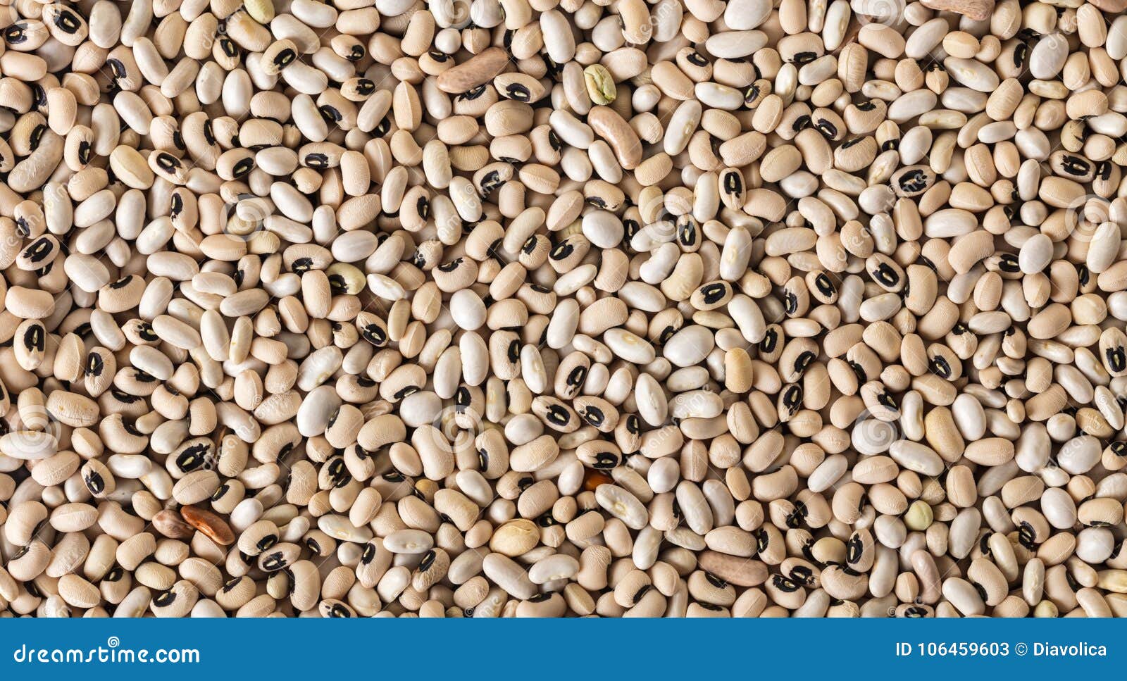 White bean texture closeup stock image. Image of detail - 106459603