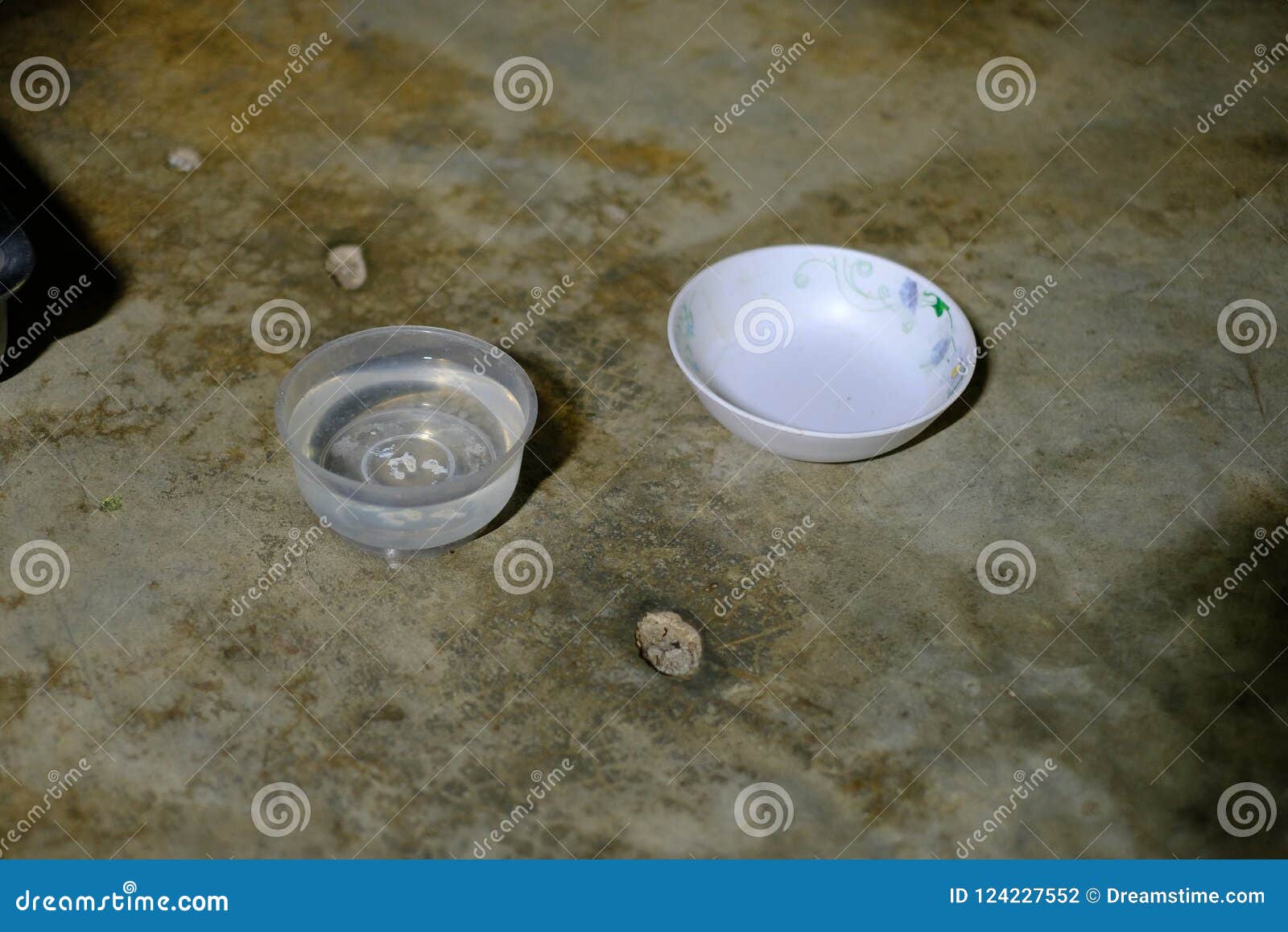 The Food Cat Bowl is Empty. Stock Photo - Image of hair, gray: 124227552