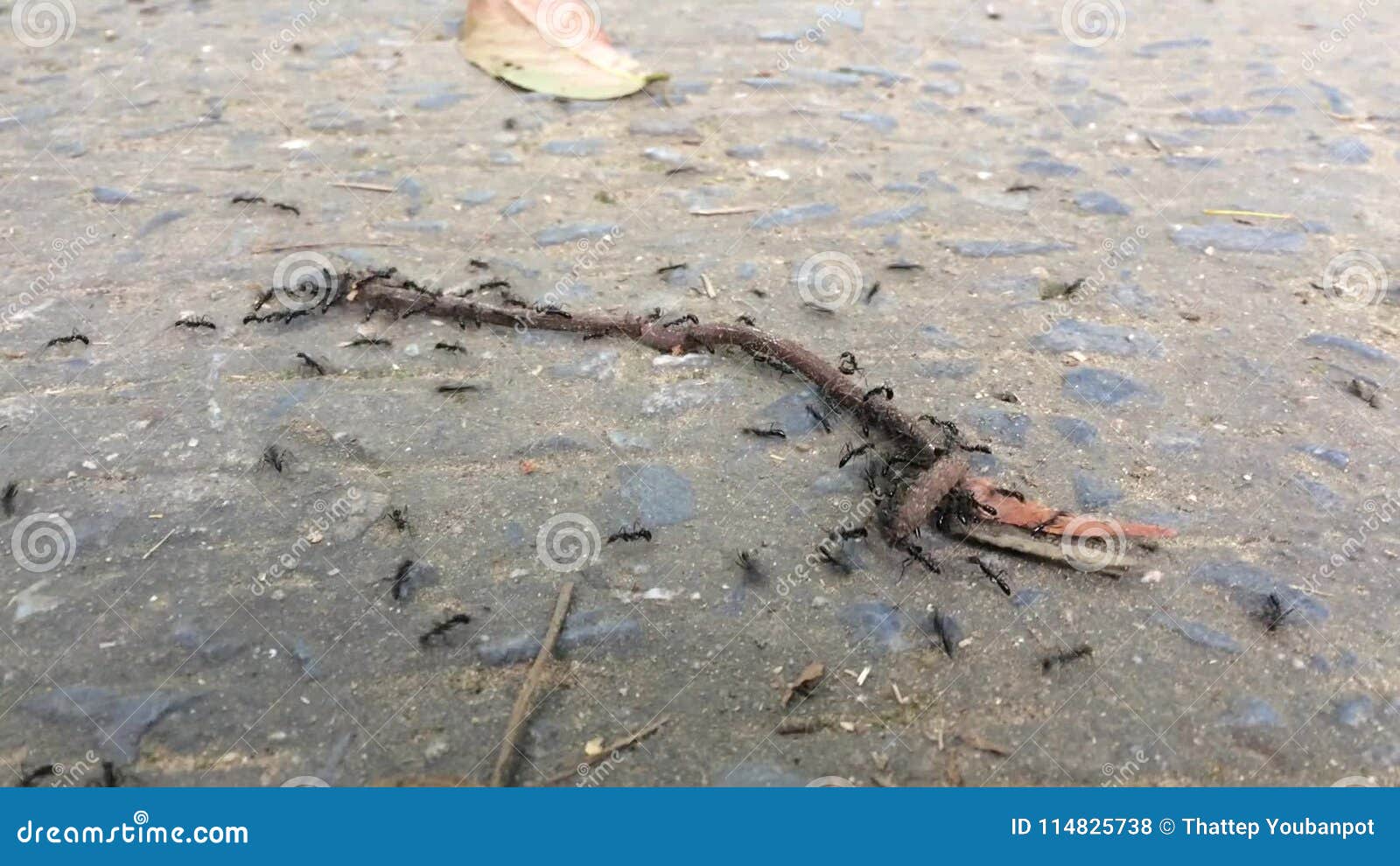 Food Chain Ant Eat Earthworm Stock Footage - Video of sacrifice, group ...