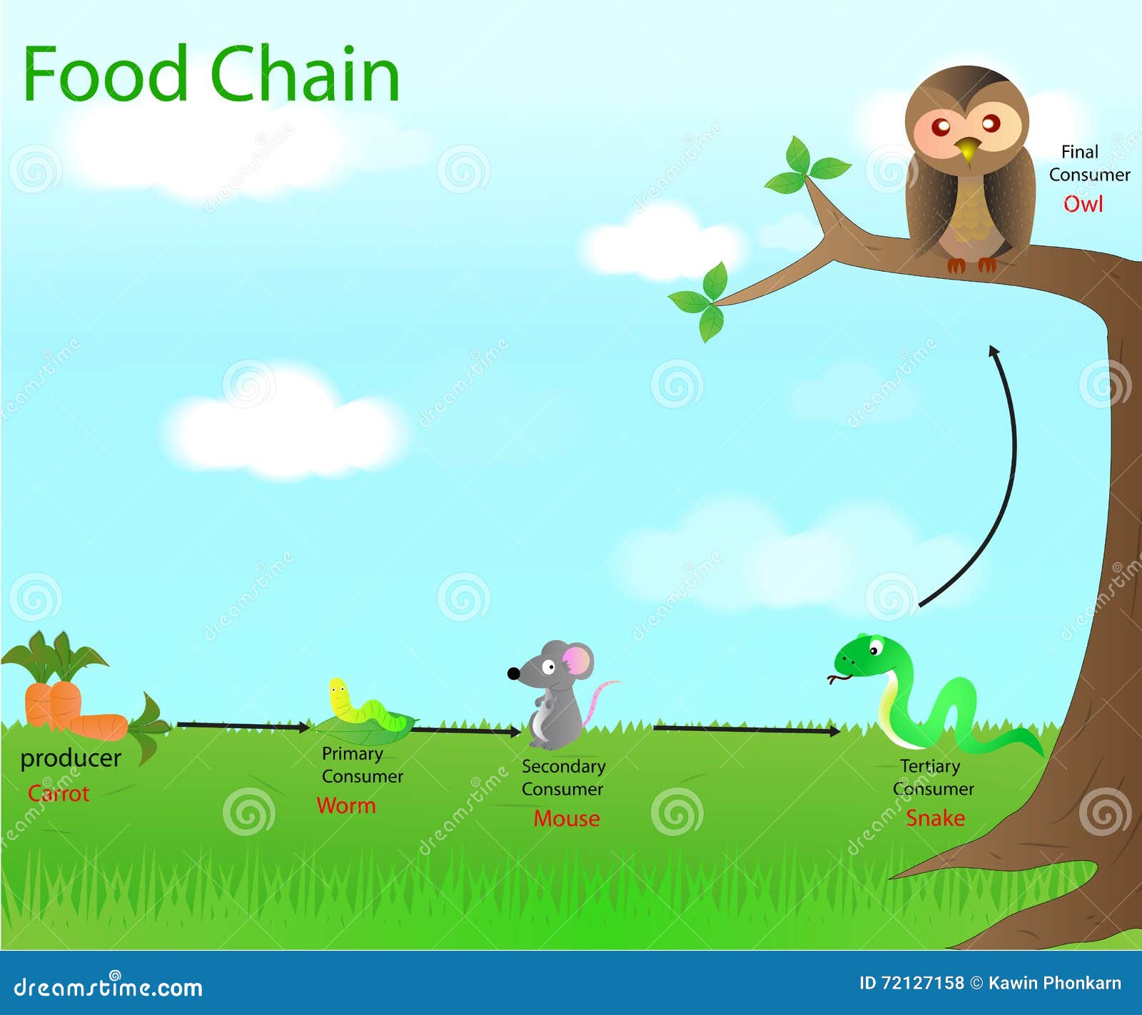 Food chain stock illustration. Illustration of green - 72127158