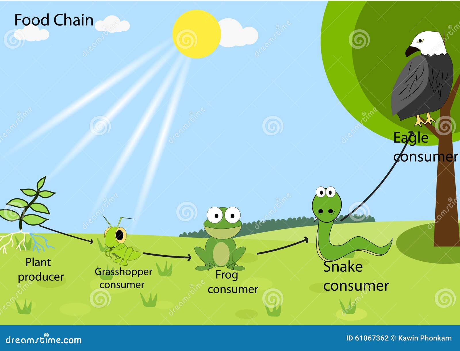 Food Chain Vs Food Web As Ecosystem Feeding Classification Outline ...