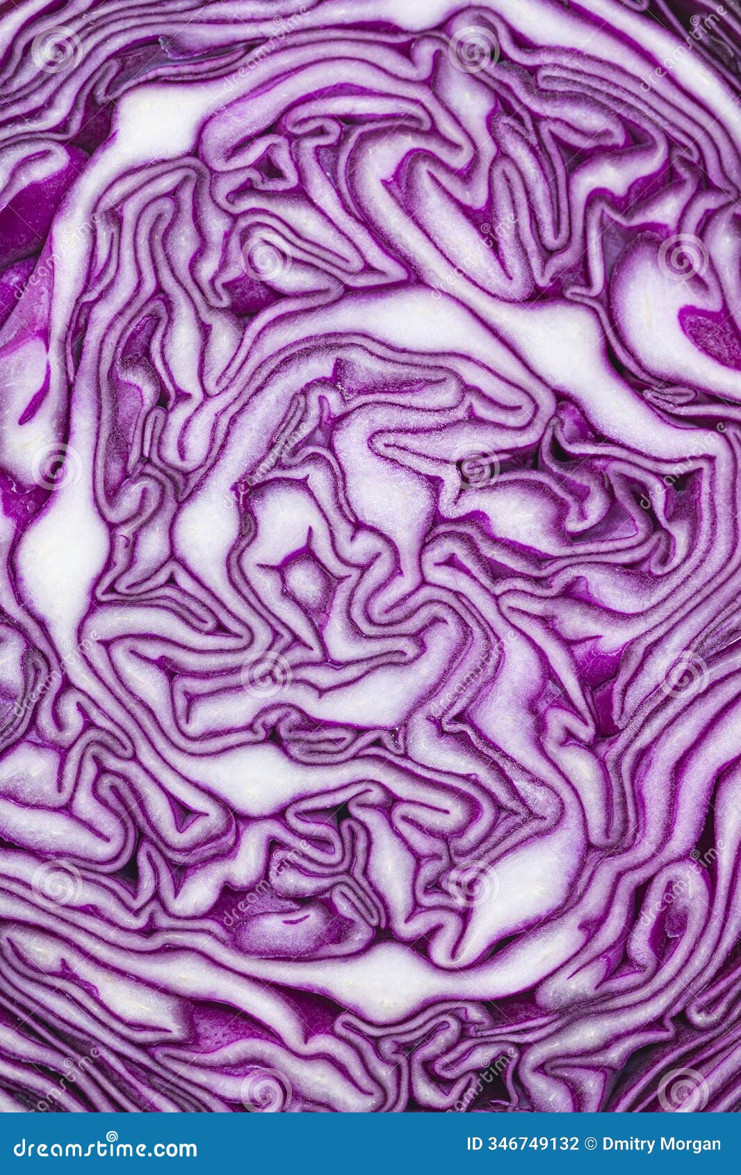 Food Concepts. Extreme Closeup of Purple Cabbage Texture Stock Photo ...