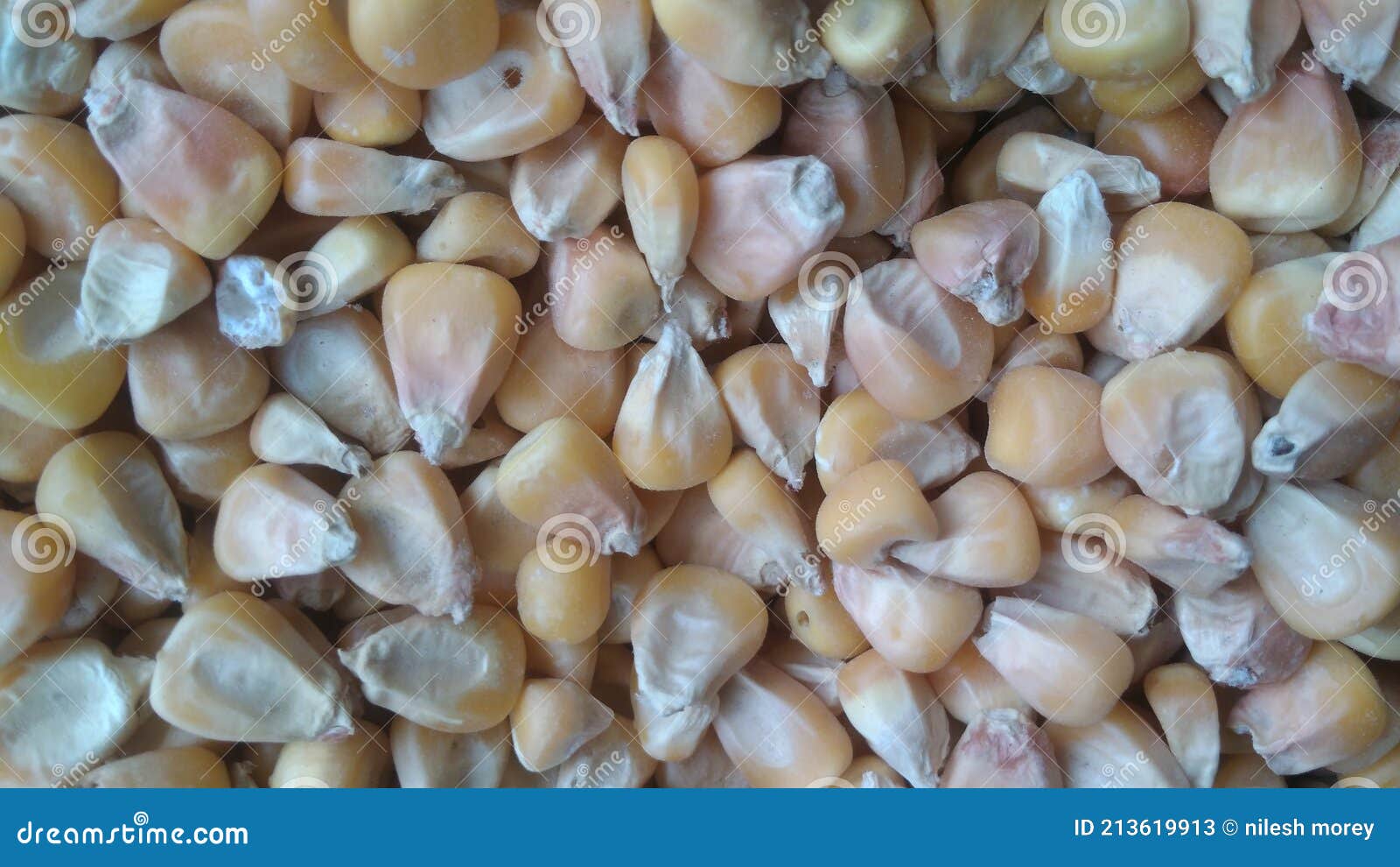 Food-corn Bee , Indian Corn Bee Stock Image - Image of fruit, plant ...