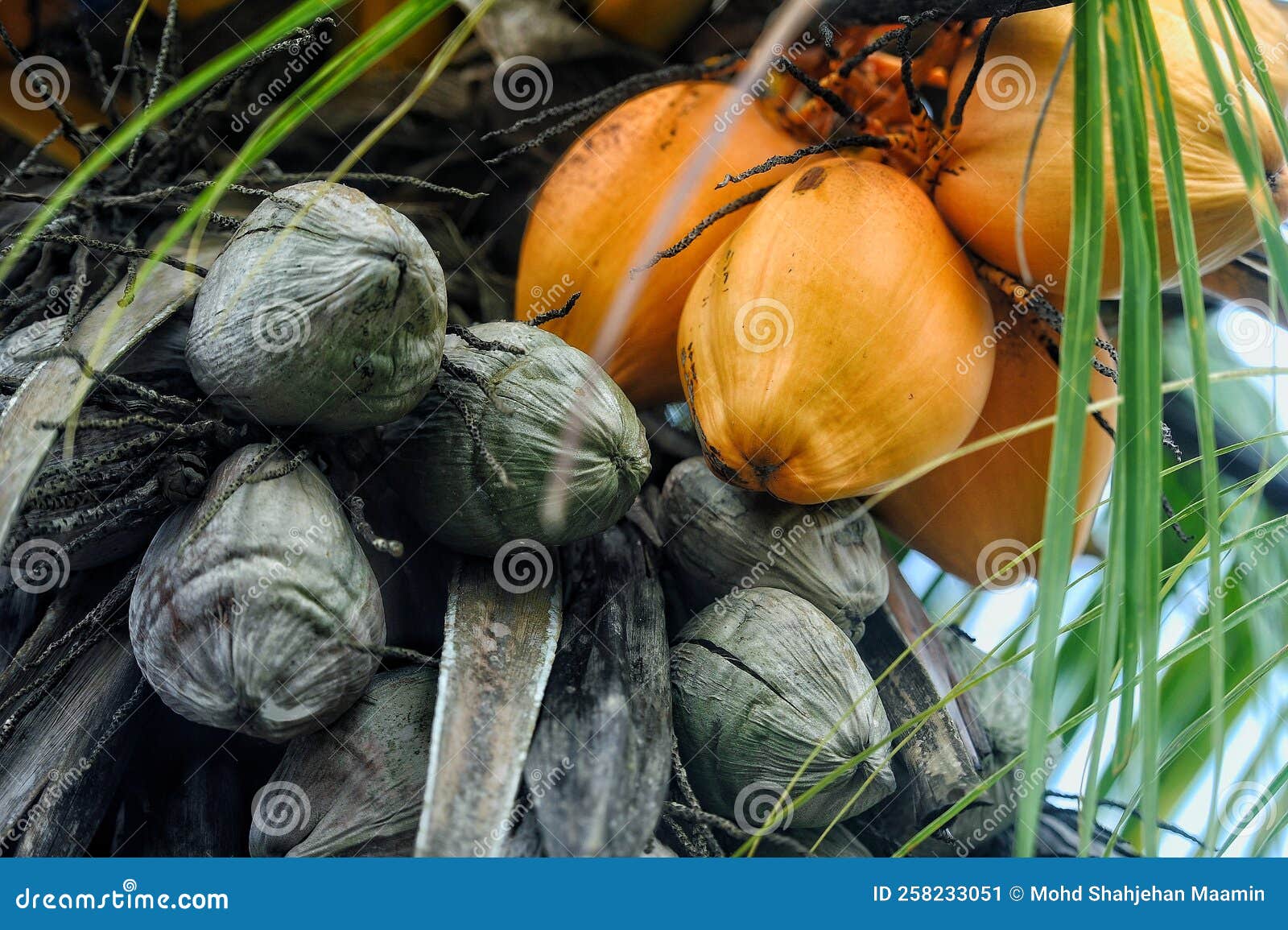 Food and drink stock image. Image of wallpaper, nature - 258233051