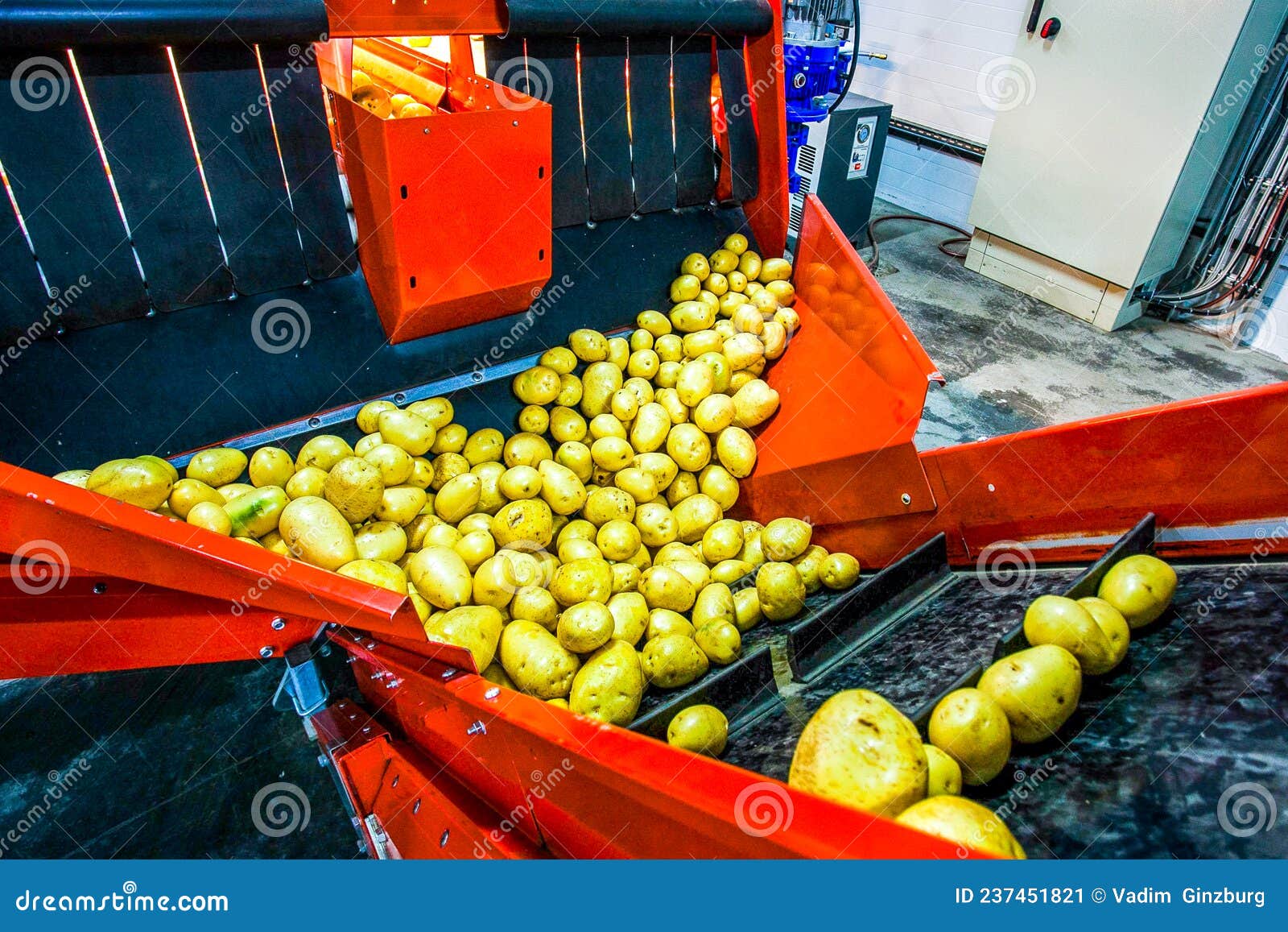 Food Factory - Potato Sorting, Processing and Packing on Big Machine ...