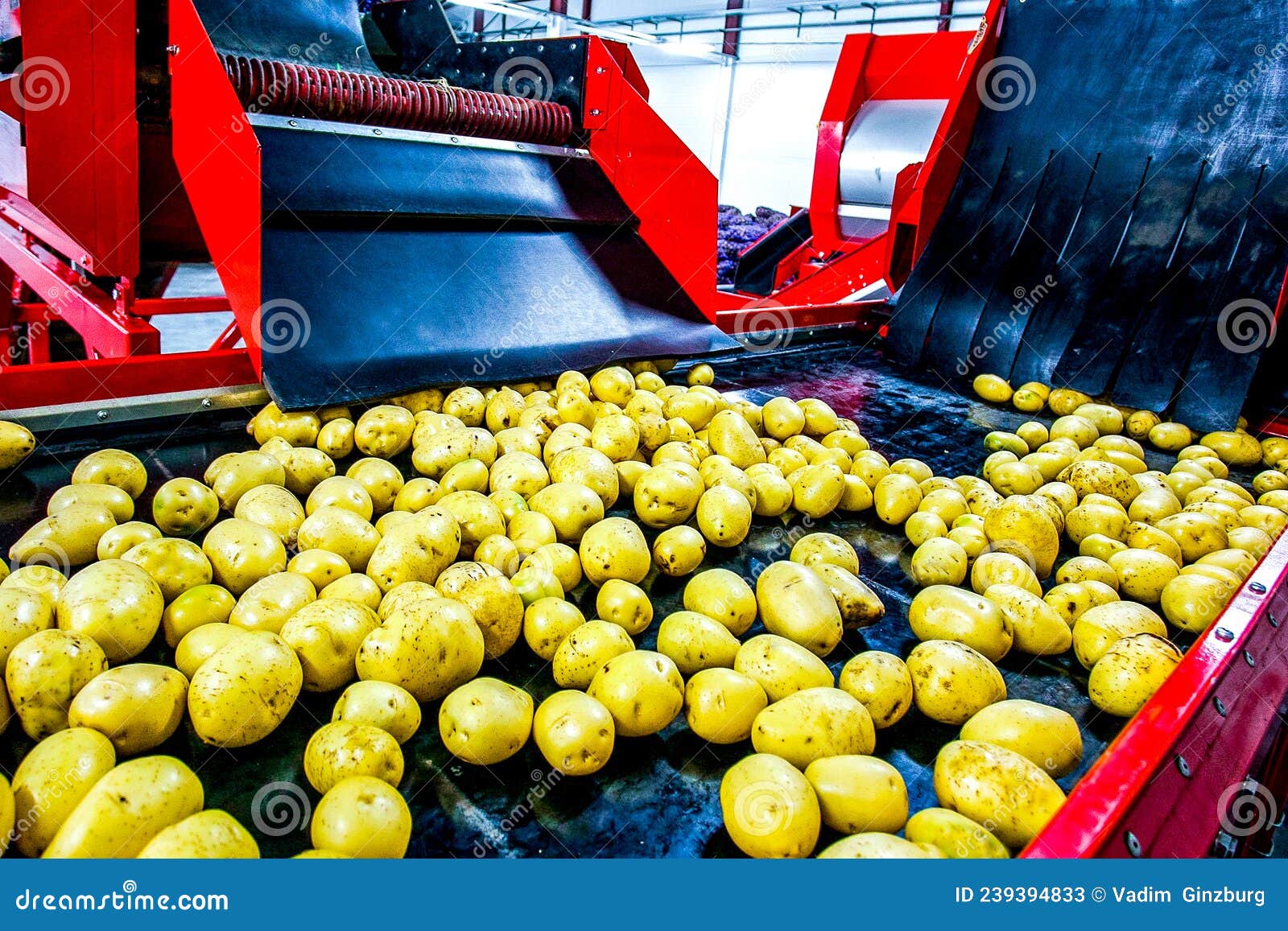 Food Factory - Potato Sorting, Processing and Packing Machine Stock ...