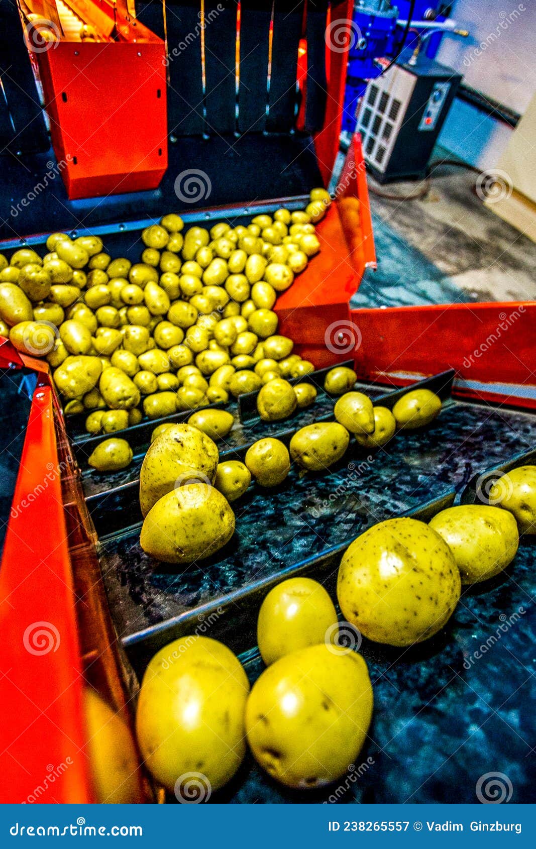 Food Factory - Potato Sorting, Processing and Packing Factory Stock ...