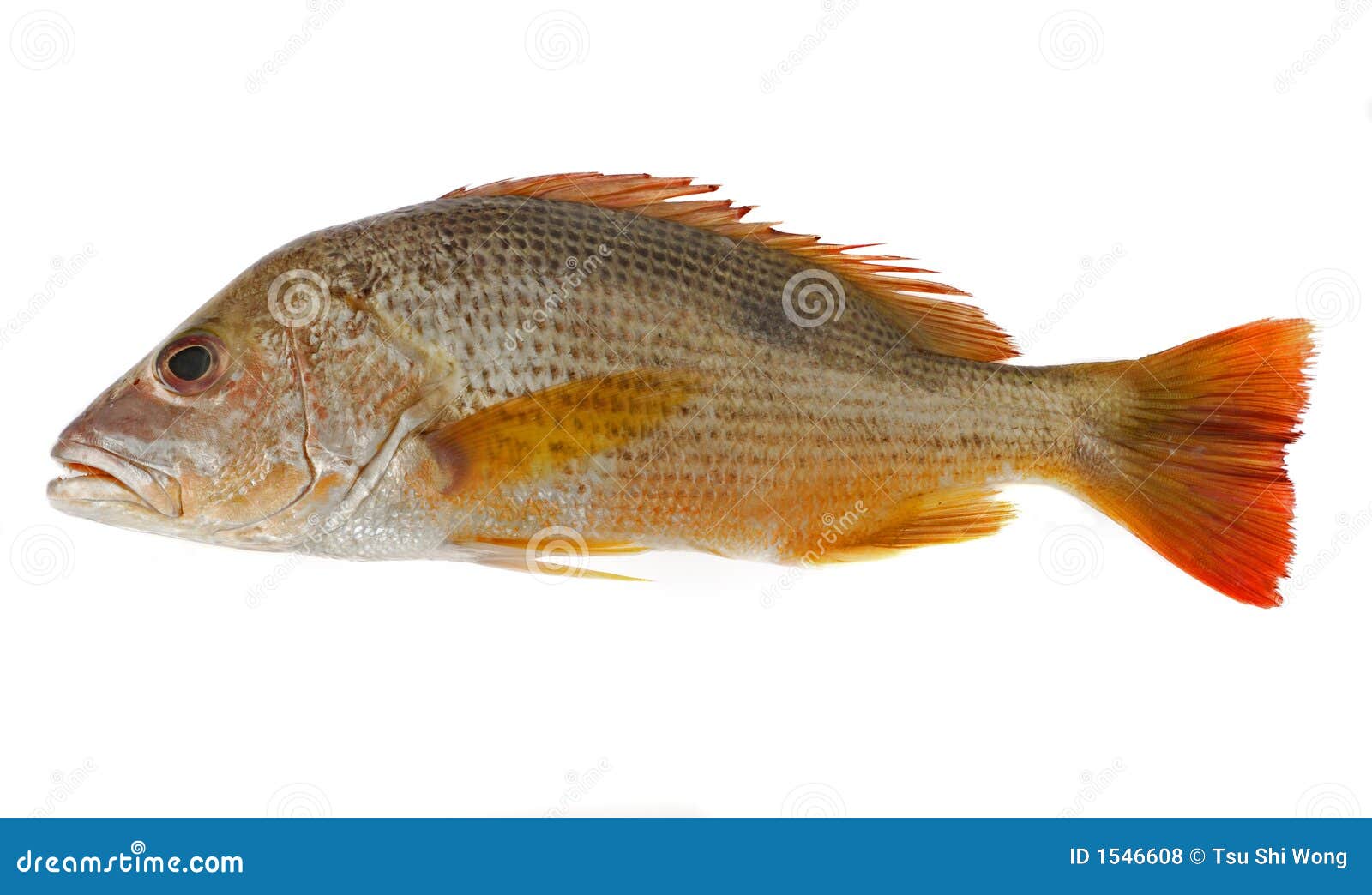 Food Fish stock photo. Image of diet, catch, fishing, meal - 1546608