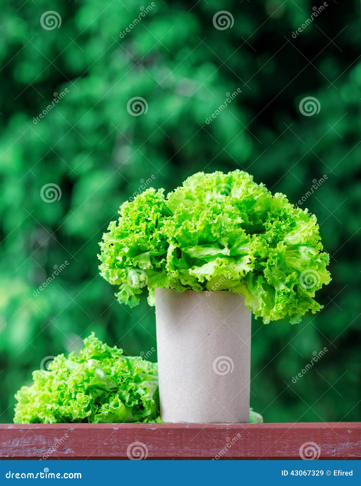 Fresh lettuce in paper bag stock image. Image of growing - 43067329
