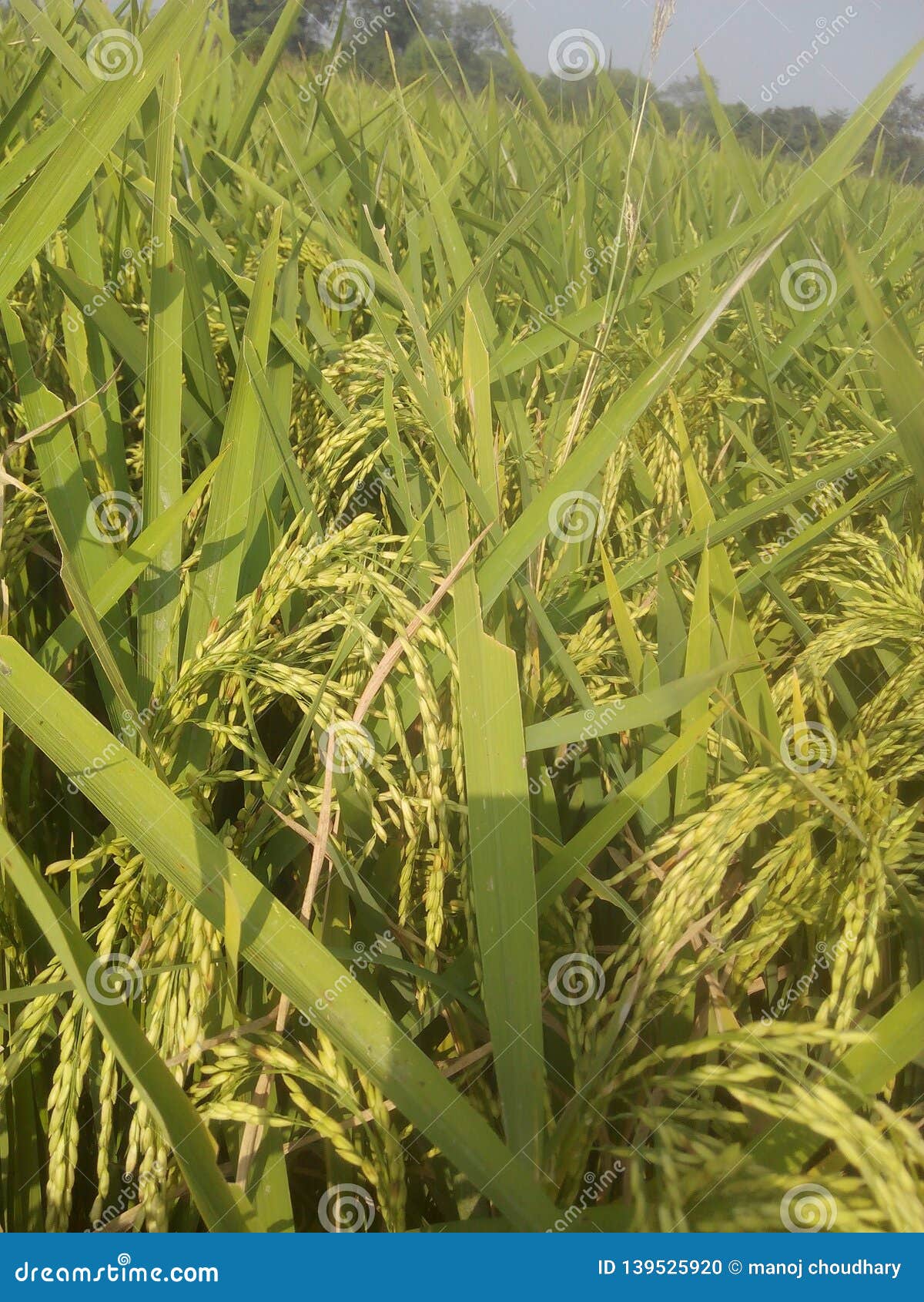 Paddy plant stock photo. Image of paddy, good, food - 139525920