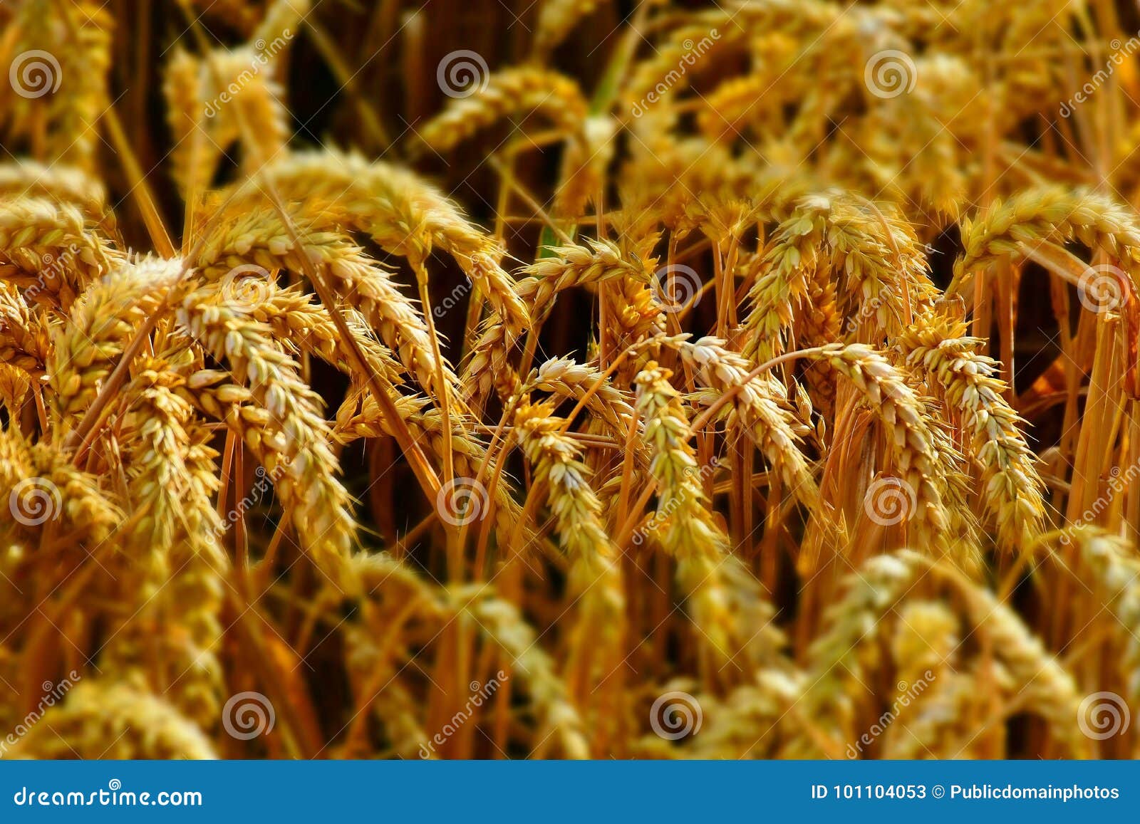 Food Grain, Grain, Grass Family, Wheat Picture. Image: 101104053
