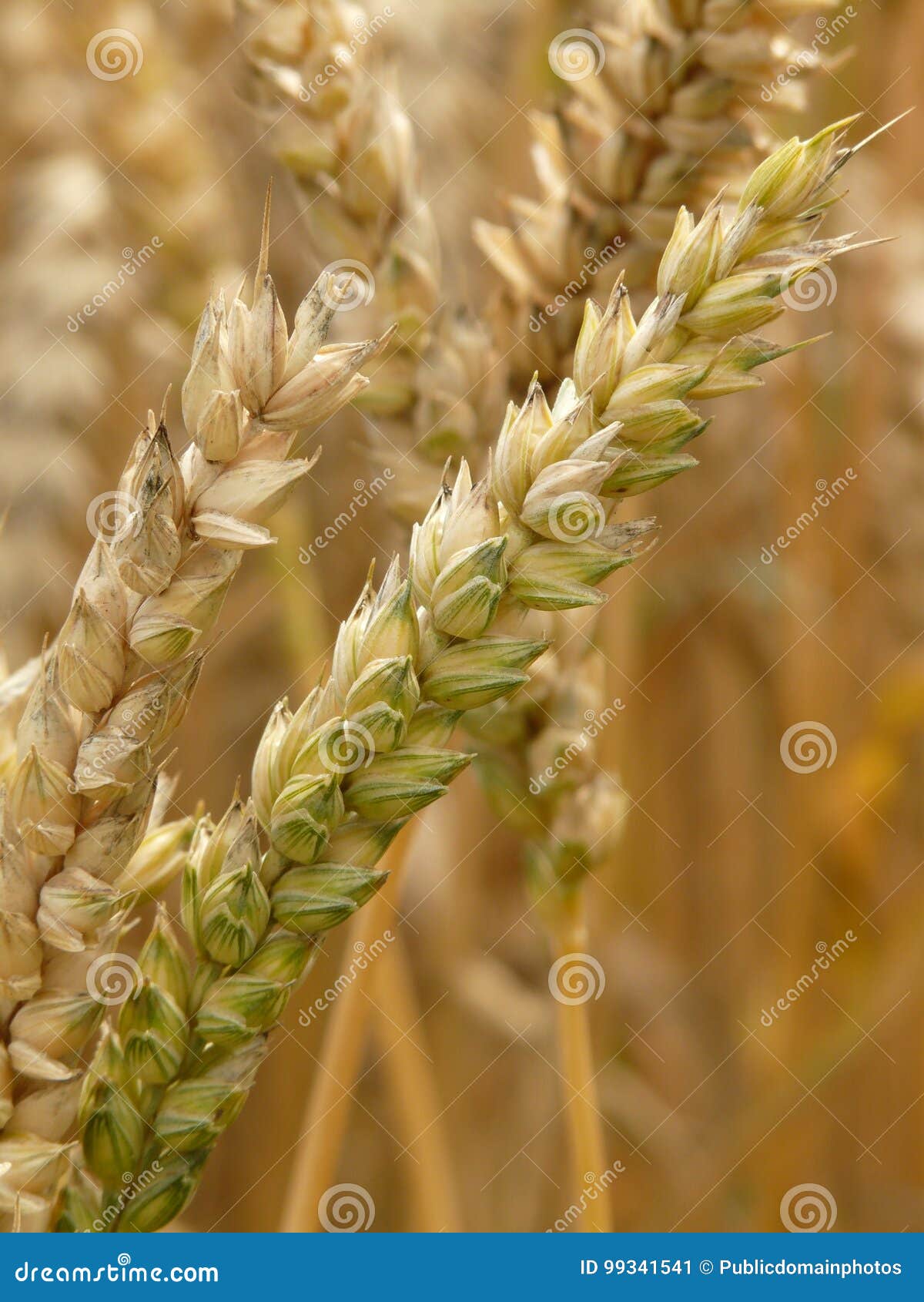 Food Grain, Grass Family, Wheat, Grain Picture. Image: 99341541