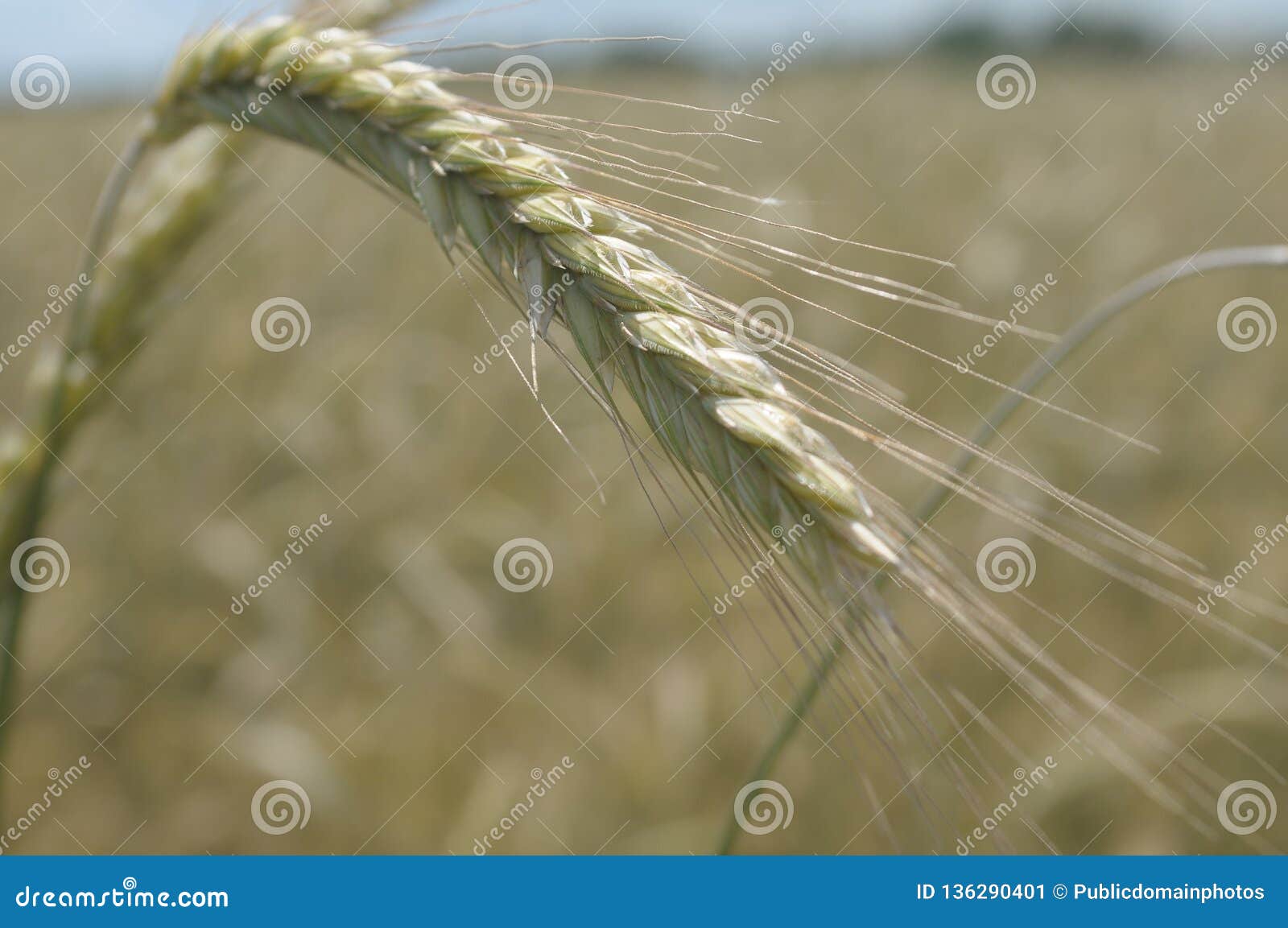 Food Grain, Wheat, Rye, Triticale Picture. Image: 136290401