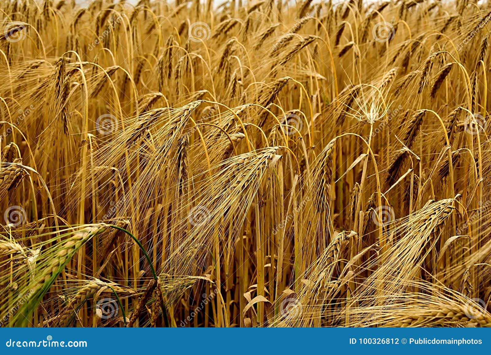 Food Grain, Wheat, Triticale, Grain Picture. Image: 100326812