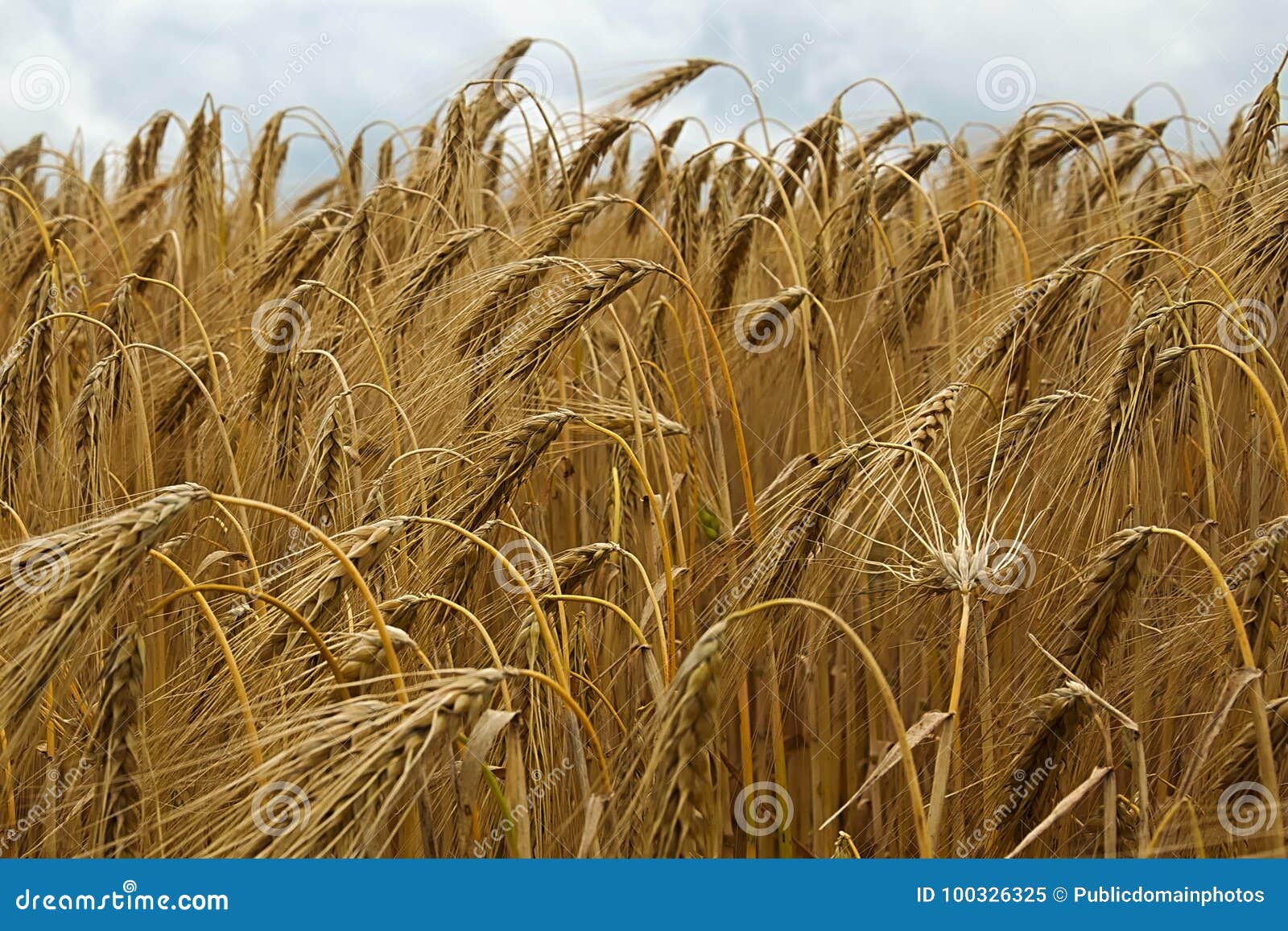 Food Grain, Wheat, Triticale, Crop Picture. Image: 100326325