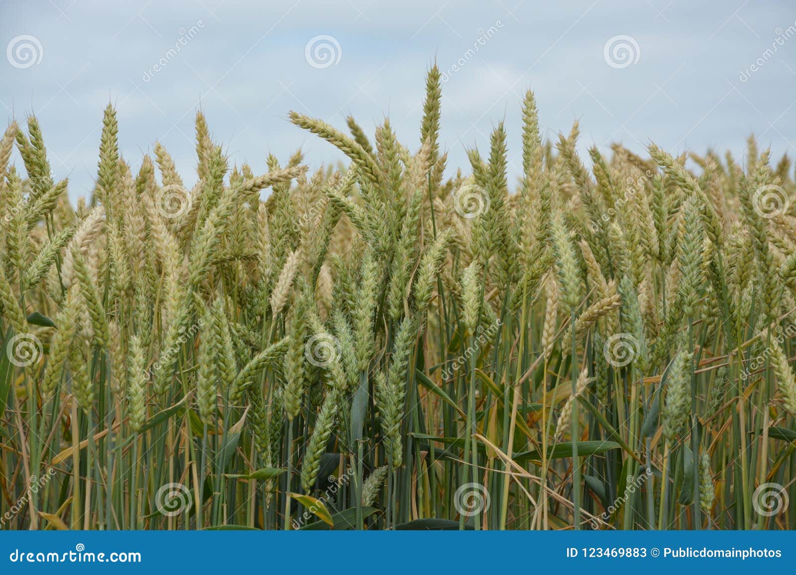 Food Grain, Wheat, Triticale, Crop Picture. Image: 123469883