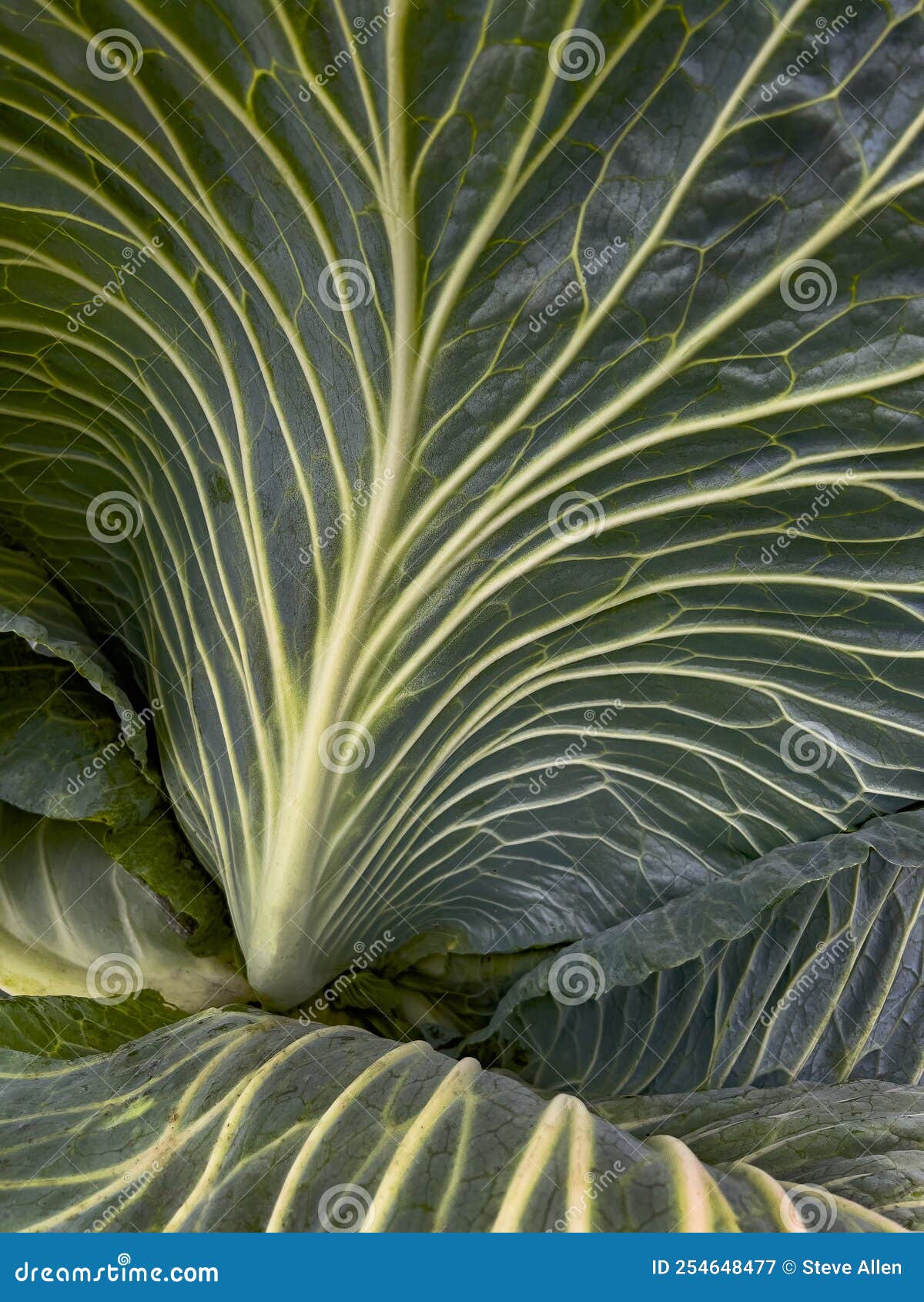 Food - Green Vegetable - Cabbage Stock Image - Image of edible ...