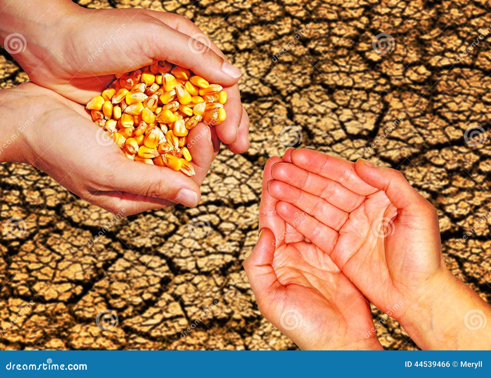 Food aid help stock photo. Image of cereals, corn, begging - 44539466