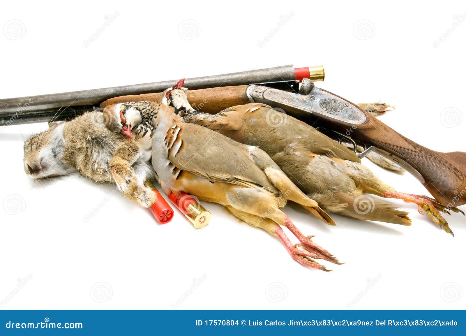 Food hunting stock photo. Image of cartridges, wildlife - 17570804