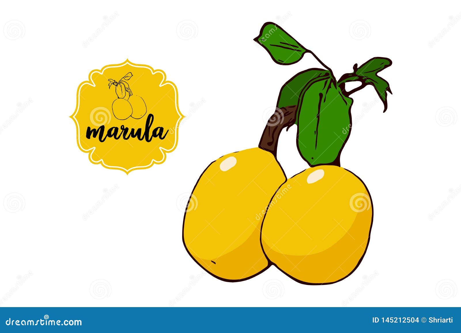 Marula, Exotic Fruit. Fresh Vegetarian Nutrition. Flat Style. Cartoon ...