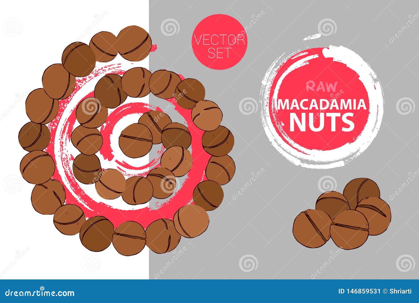 Spiral of Macadamia Nuts. Isolated Hand Drawn Nuts. Raw Macadamia Nut Colorful Label Stock ...