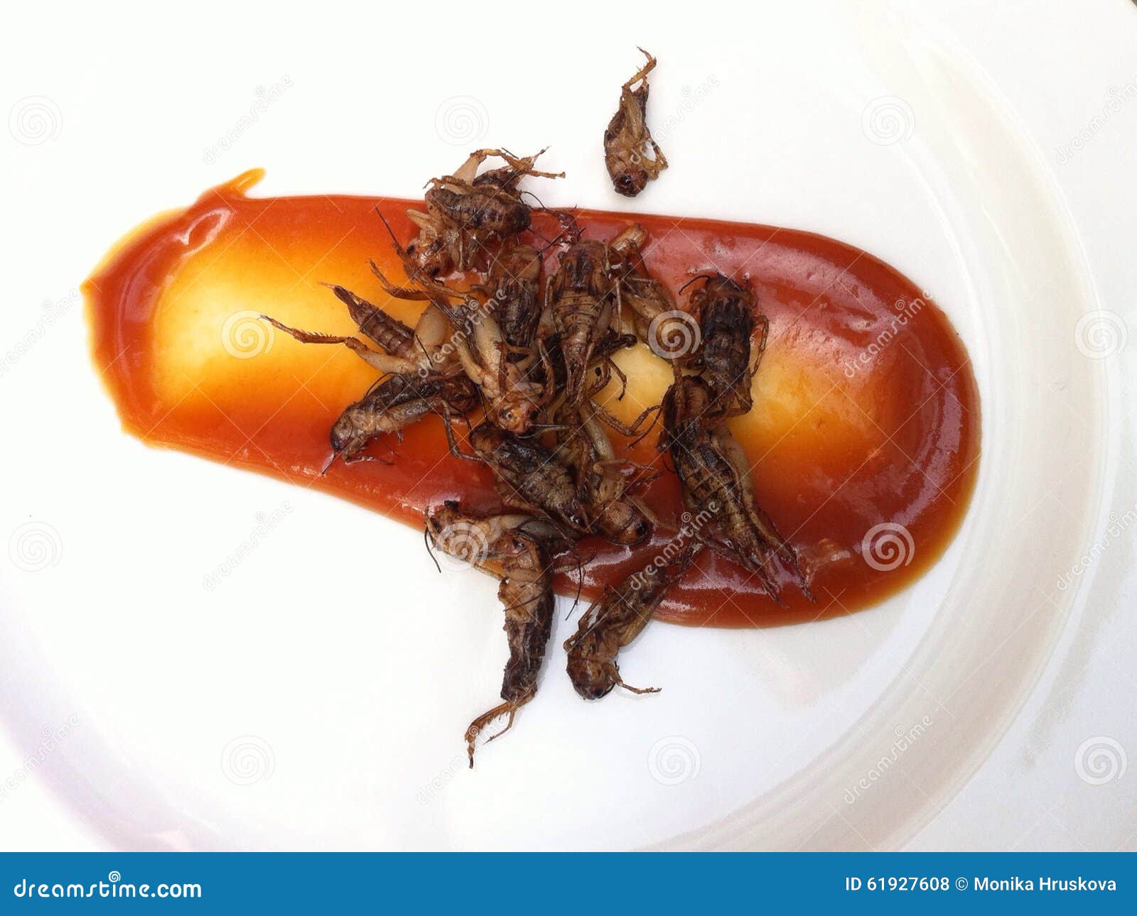 Food stock photo. Image of insect, food, caramel, exotic - 61927608