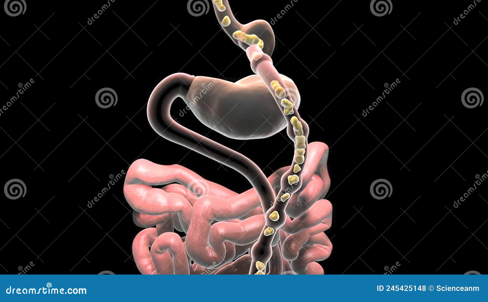 Food Moving through the Digestive Tract Stock Illustration ...