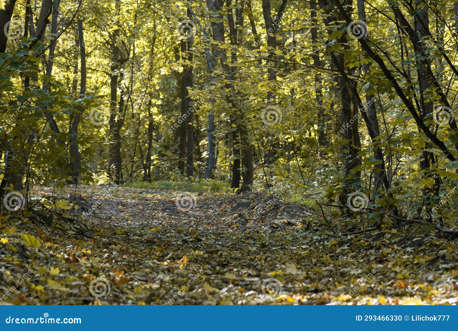 Food Path in the Grove. Trees and Leaves in the Park Stock Photo ...