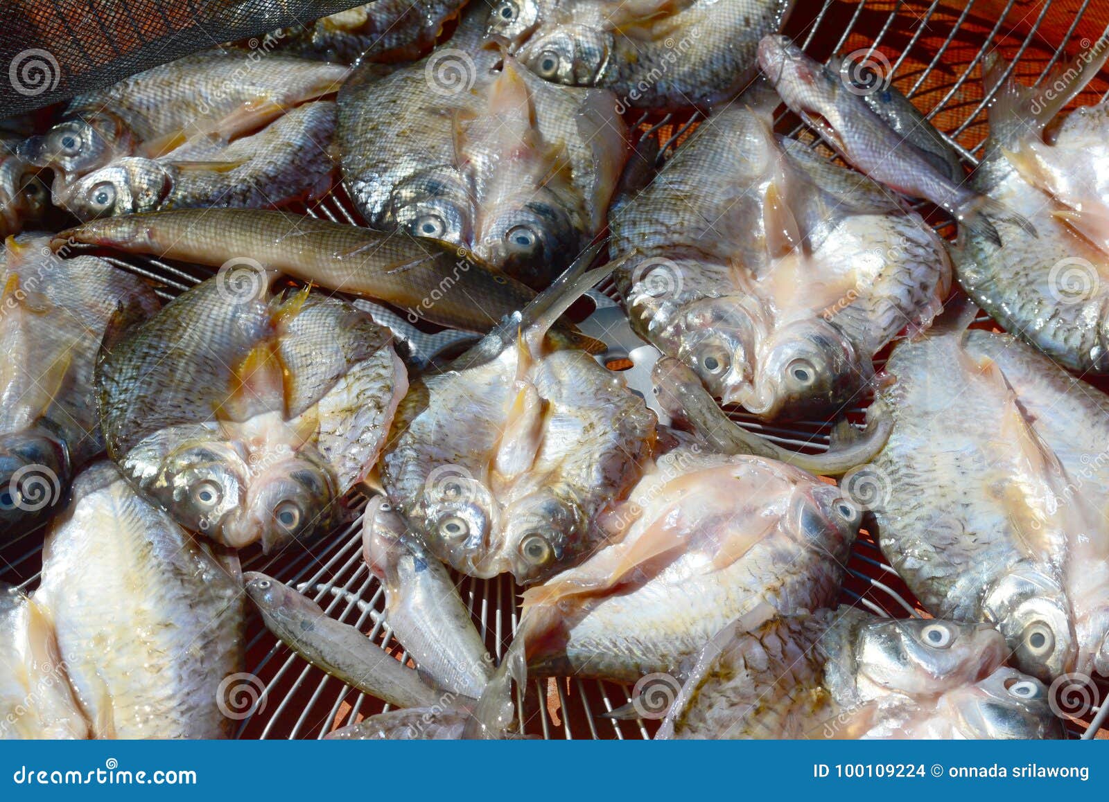Food Preservation,salty Fish Drying with Sunlight Stock Photo - Image ...