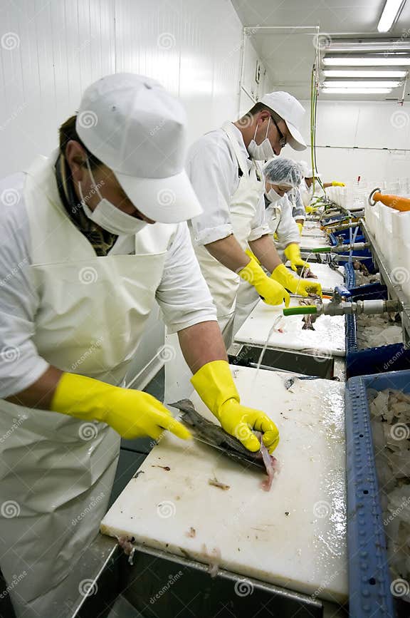 Food processing stock image. Image of producing, workers - 11400107
