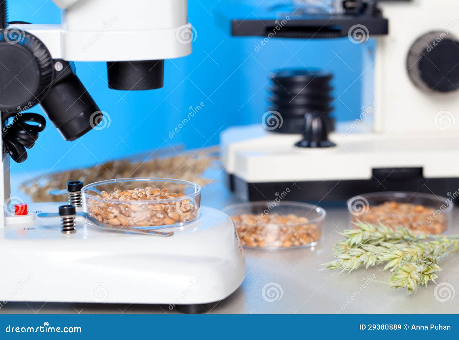 Food Quality Assurance, Ensuring Apple Safety And Standards Through ...