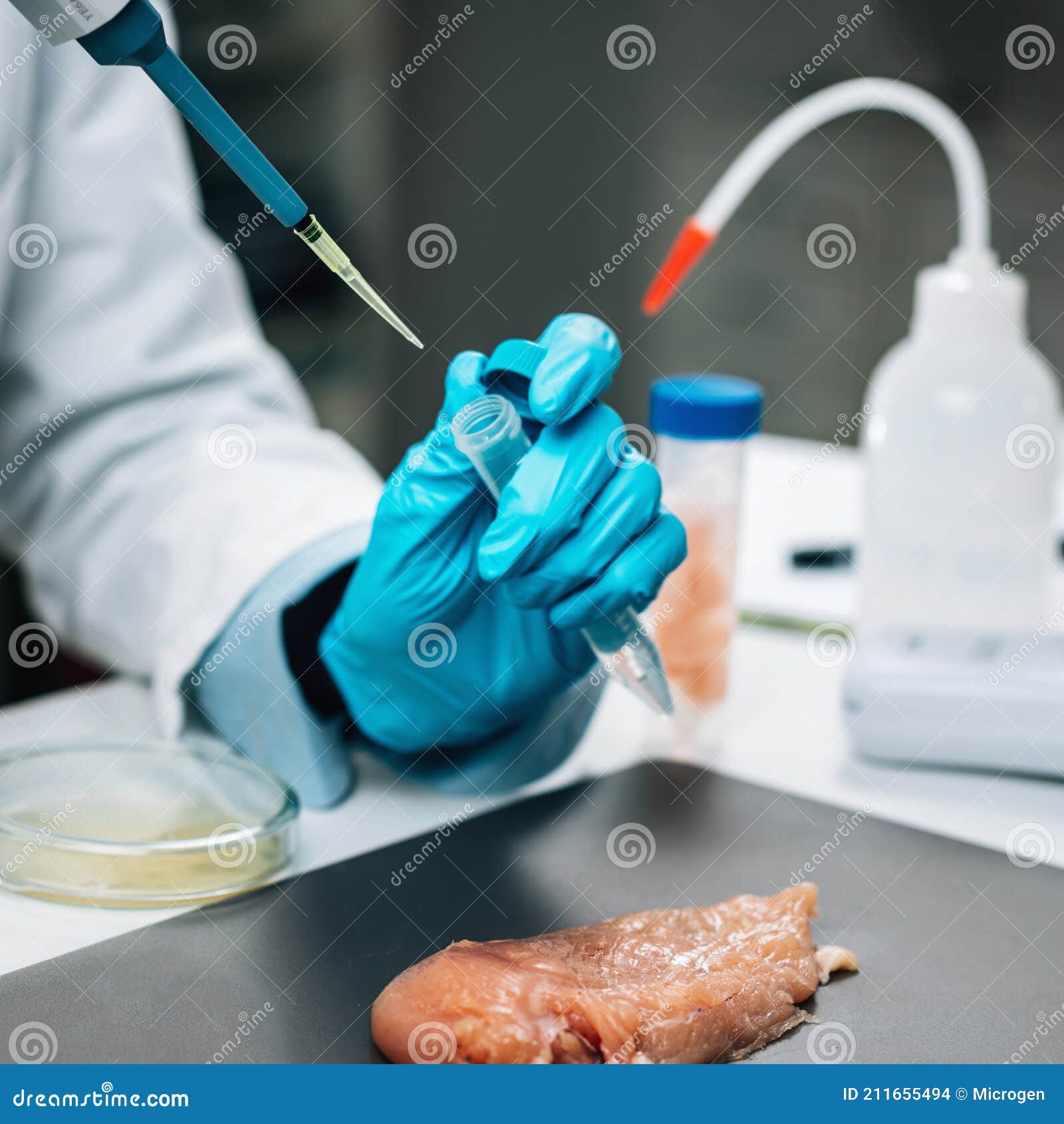 Food Quality Assessment. Microbiologist Testing Poultry Sample for the ...