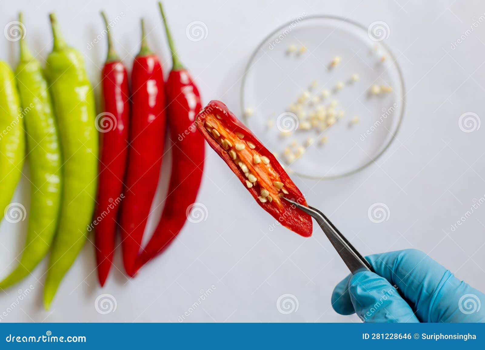 Food Quality Control of Chilli Specimens of the Each Species in the ...
