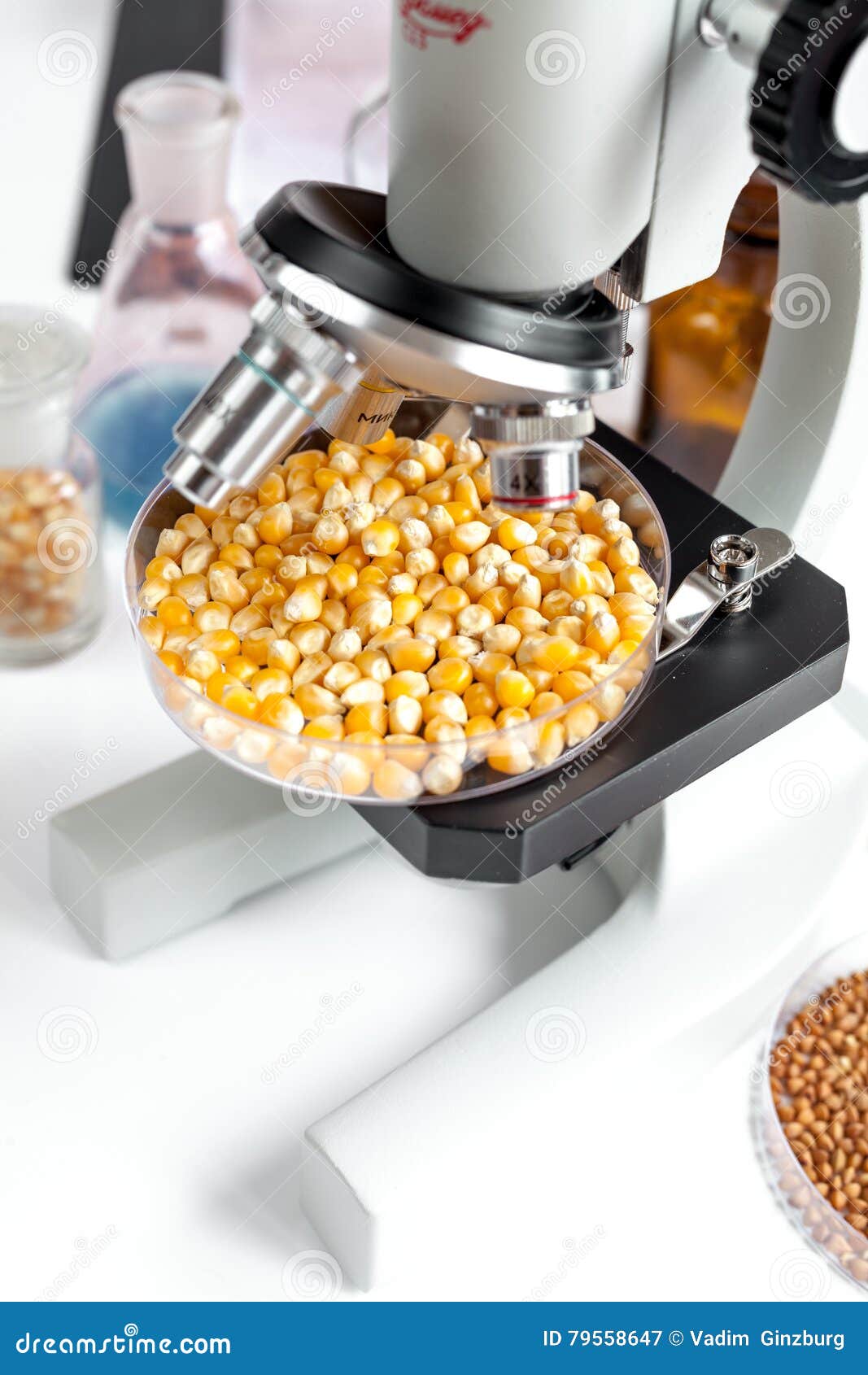 Food Quality Control Corn in Laboratory No One Stock Image - Image of ...