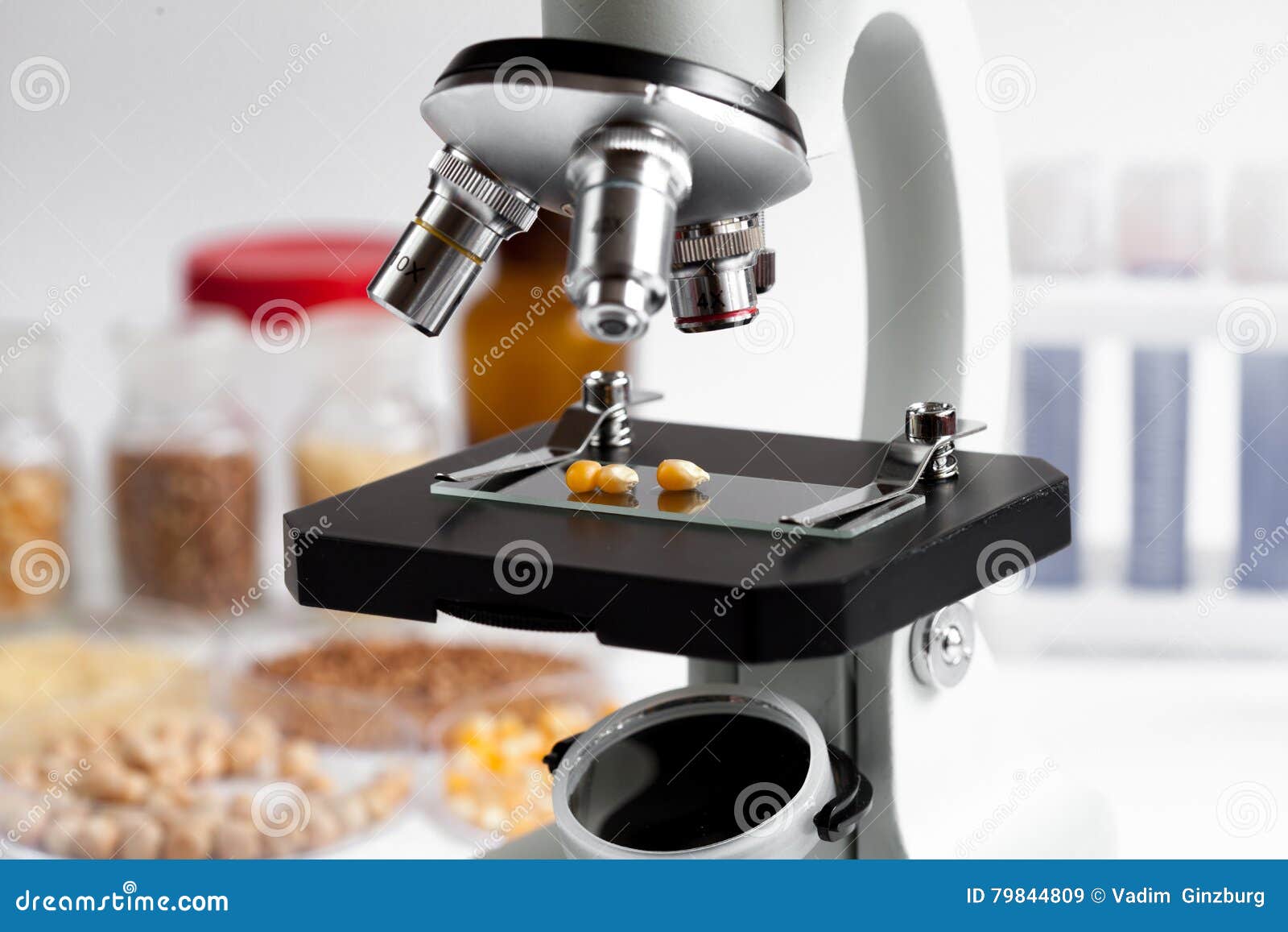 Food Quality Control Corn in Laboratory No One Stock Image - Image of ...