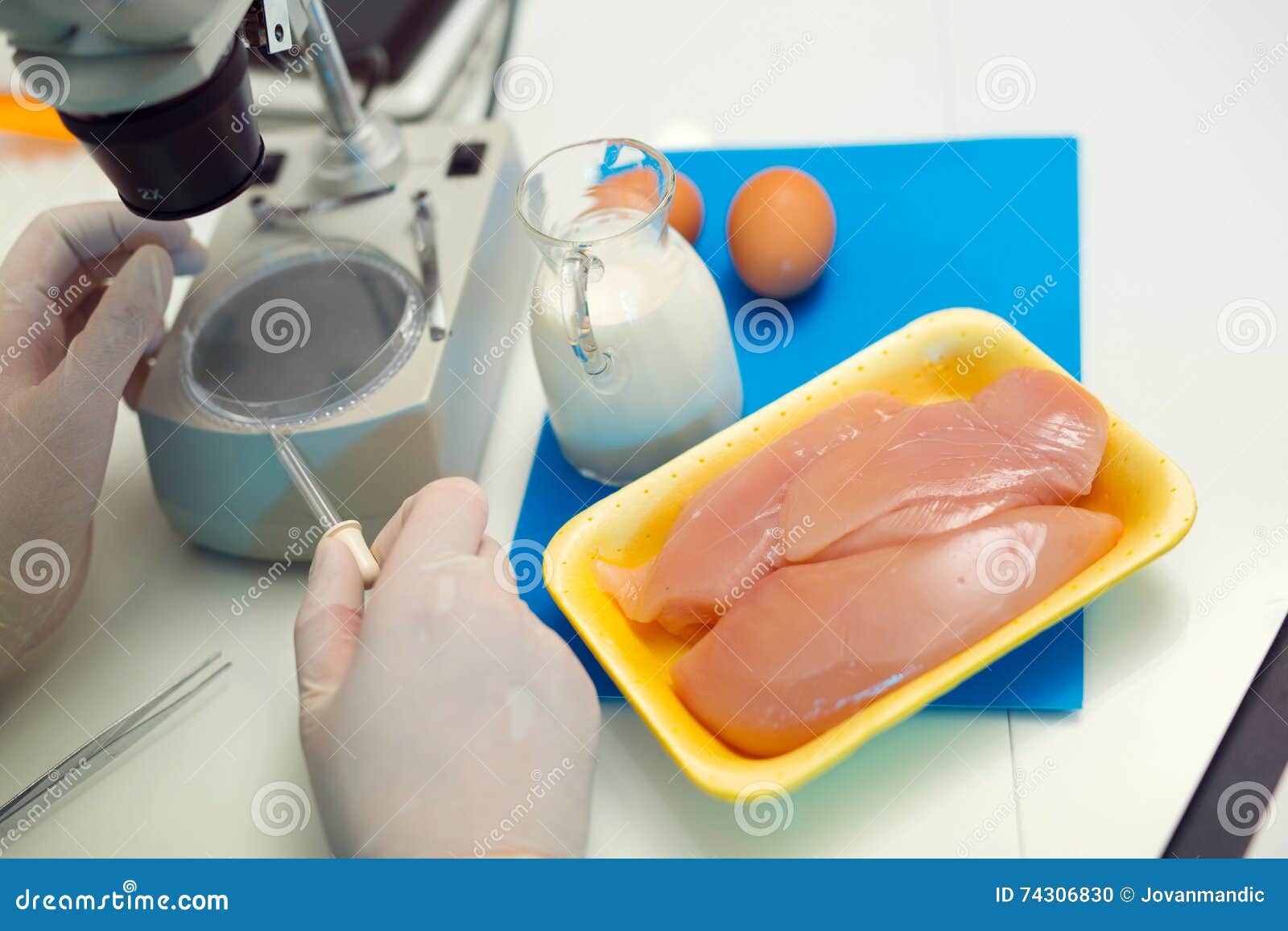 Food Quality Control Expert Inspecting at Meat Specimen Stock Photo ...