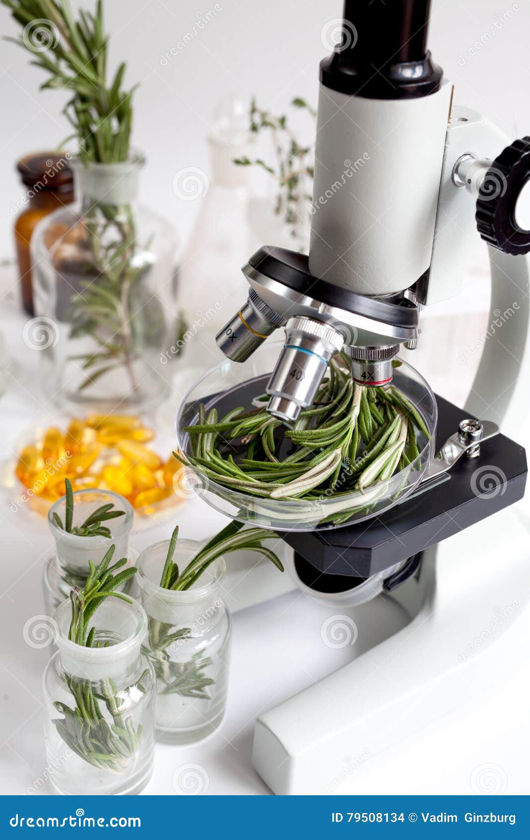 Food Quality Control in the Laboratory Rosemary Stock Photo - Image of ...